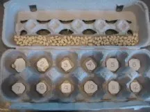 Preschool Math Activity - Egg Carton Counting