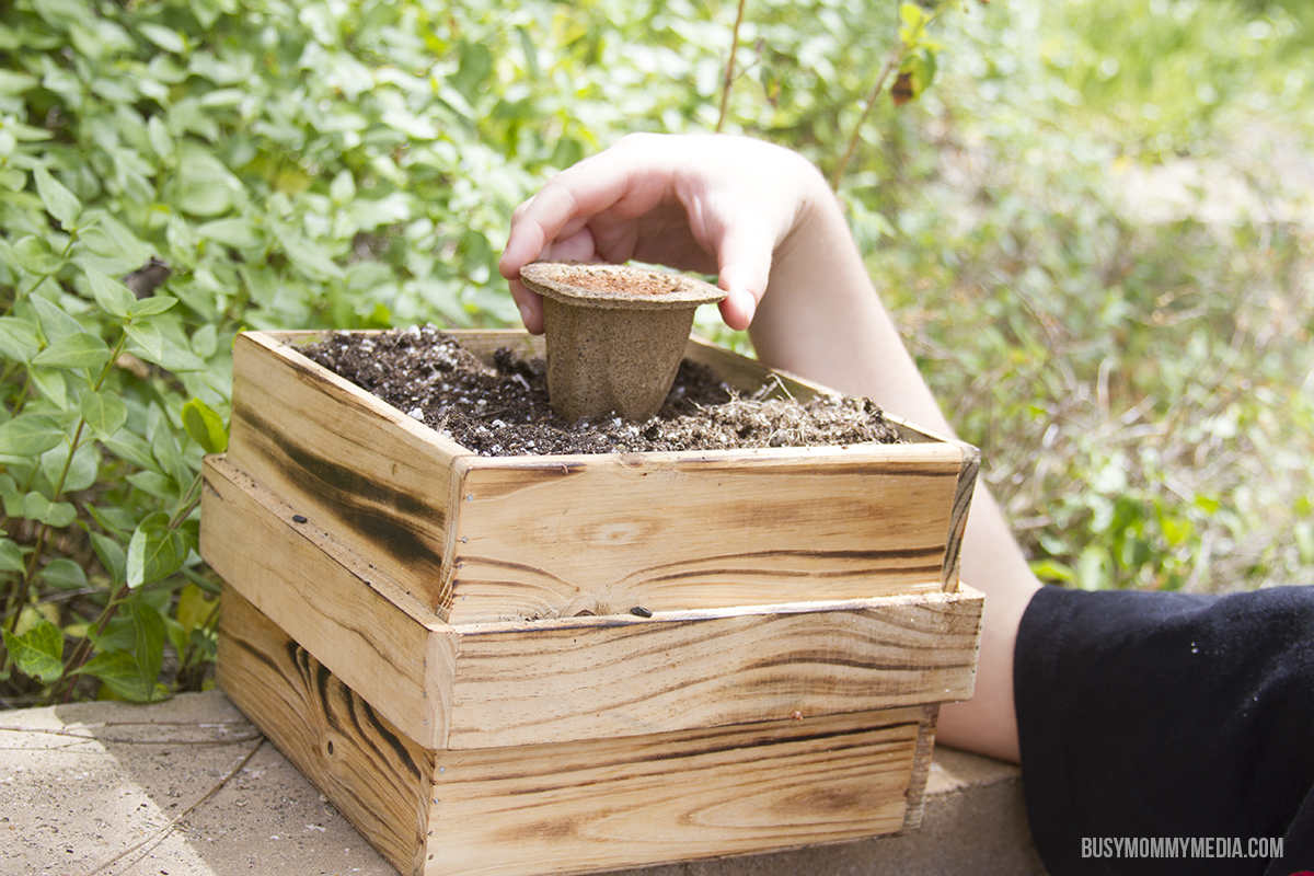 How to Create a Salsa Garden with Kids