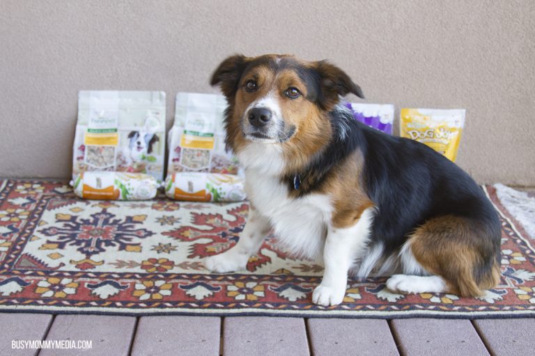 What to Do When Your Dog is a Pickier Eater Than Your Toddler