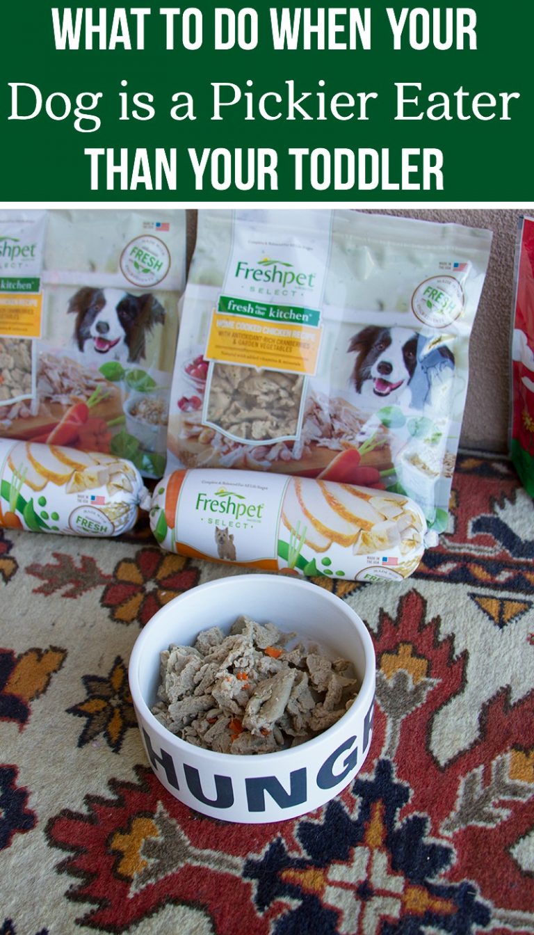 What to Do When Your Dog is a Pickier Eater Than Your Toddler