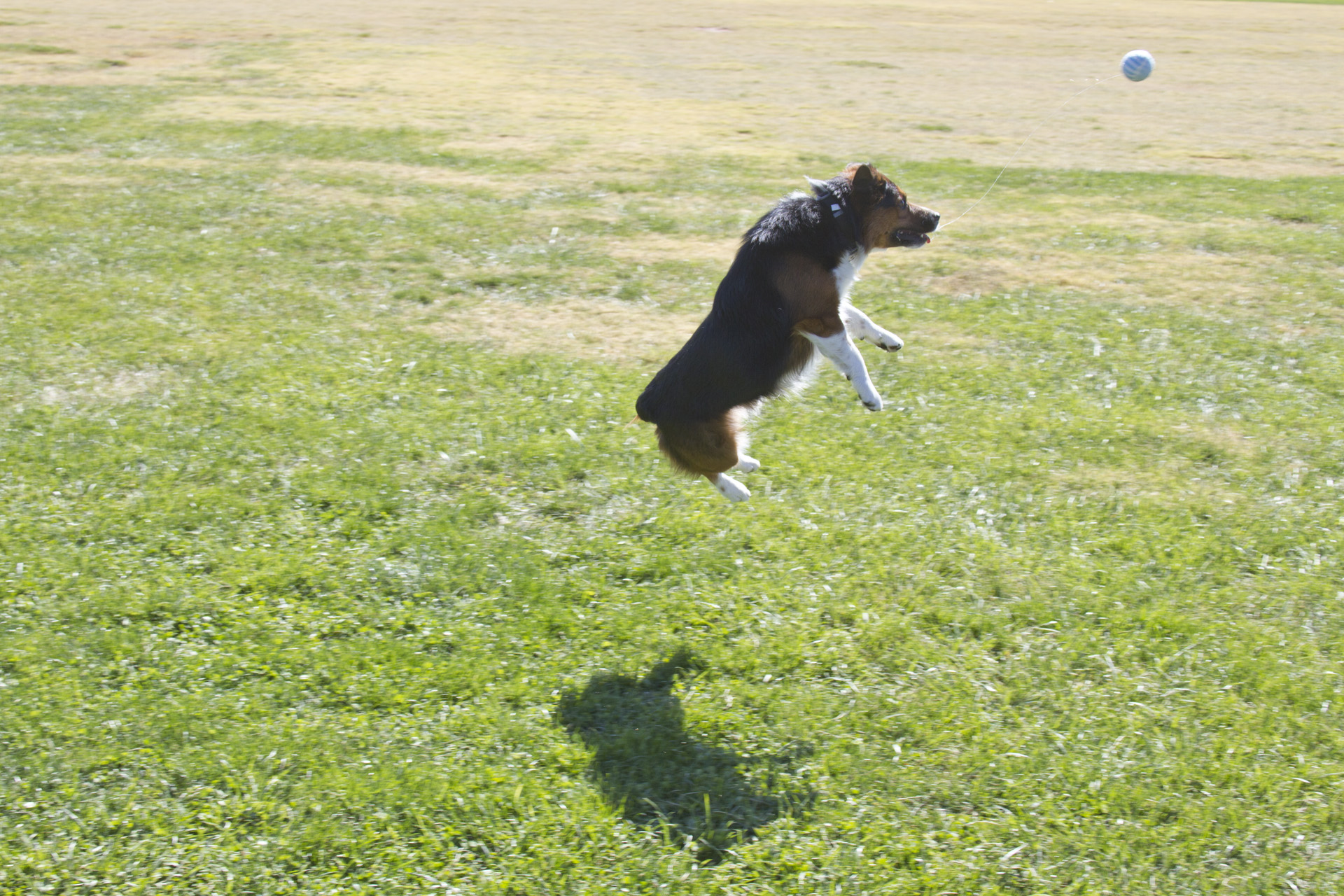 How has your dog changed your life?