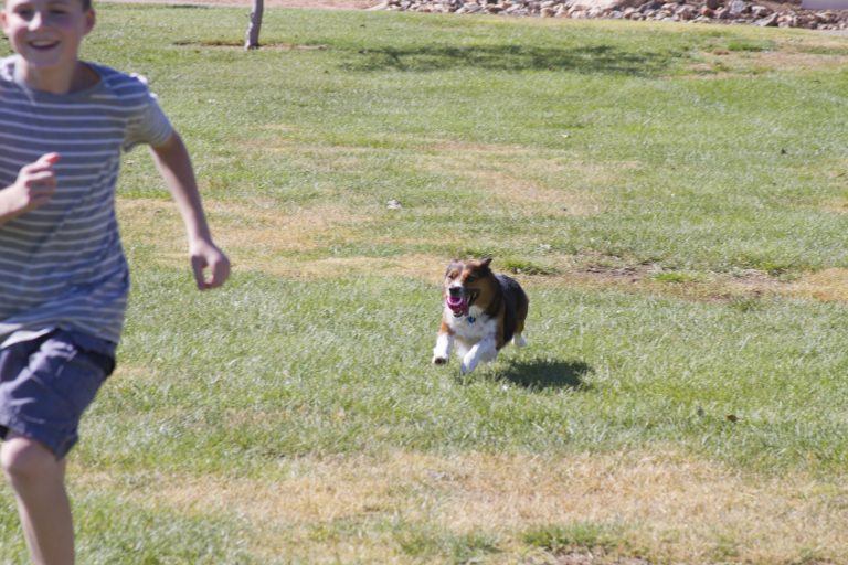 How has your dog changed your life?