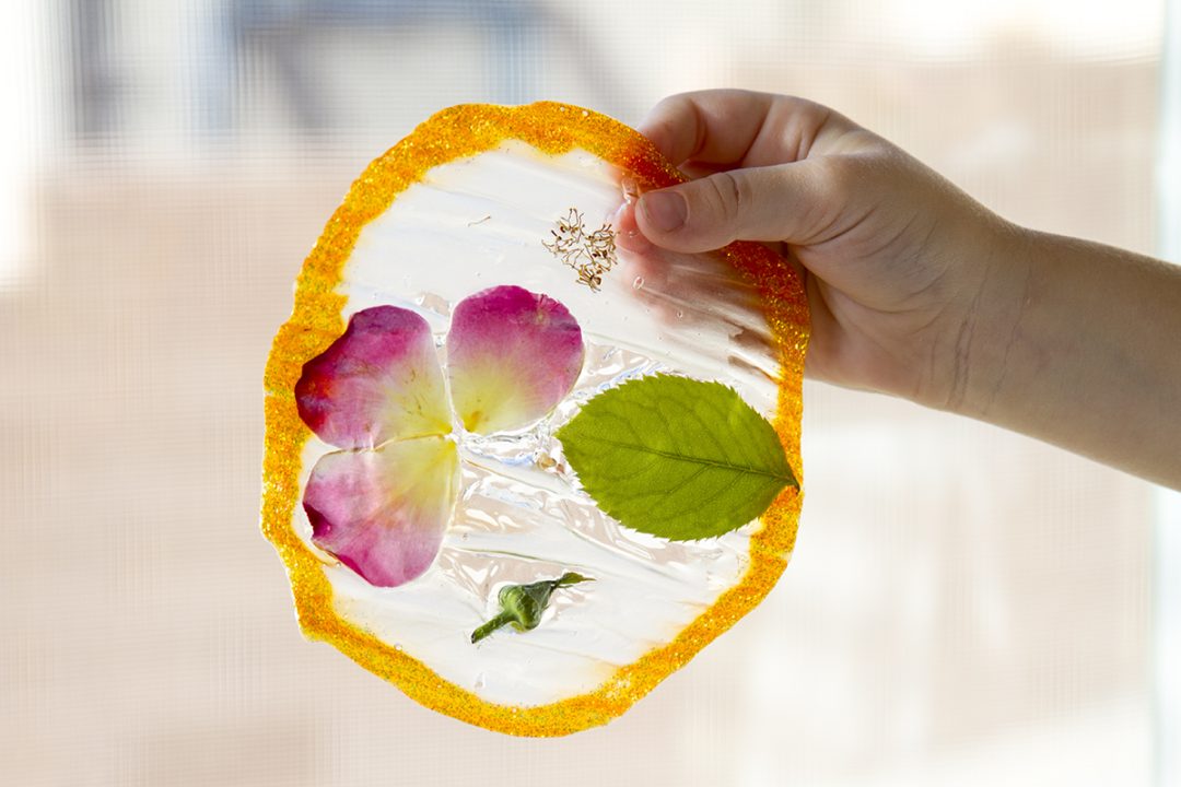 STEM Activity - Life Cycle Glue Suncatchers