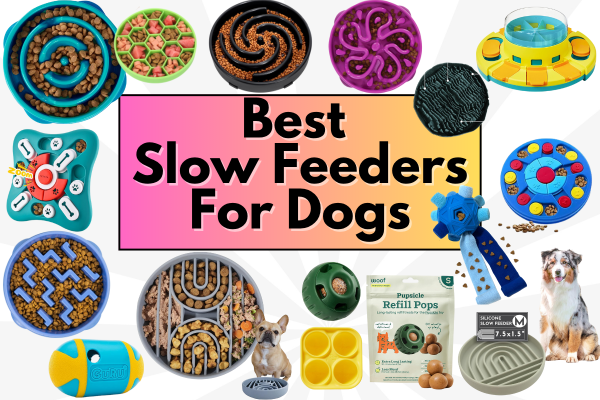 15 of The Best Slow Feeders for Dogs